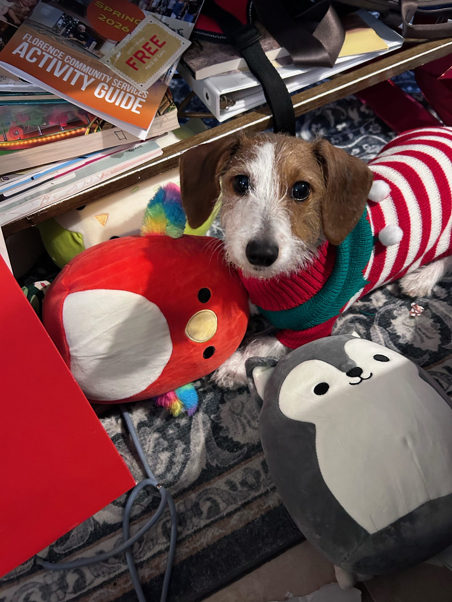 Scout – Nuforest Dachshunds